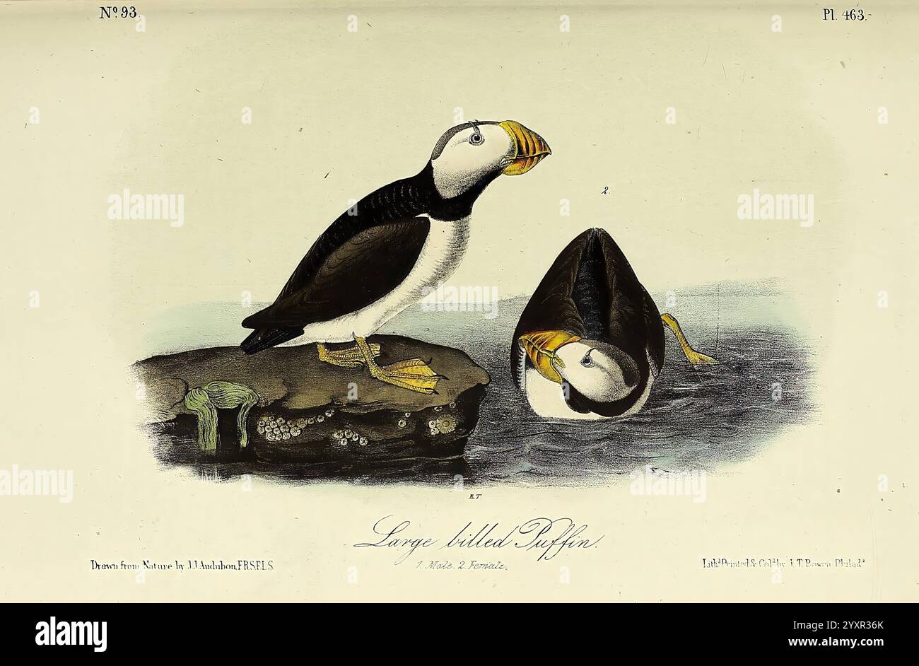 The birds of America New York G.R. Lockwood 1871 c1839 birds North ...