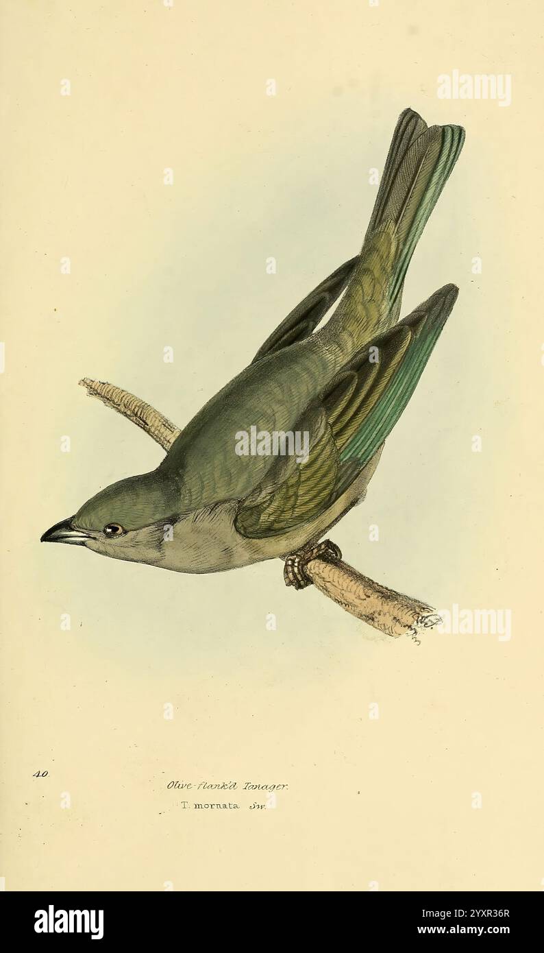 Tanager displays hi-res stock photography and images - Alamy