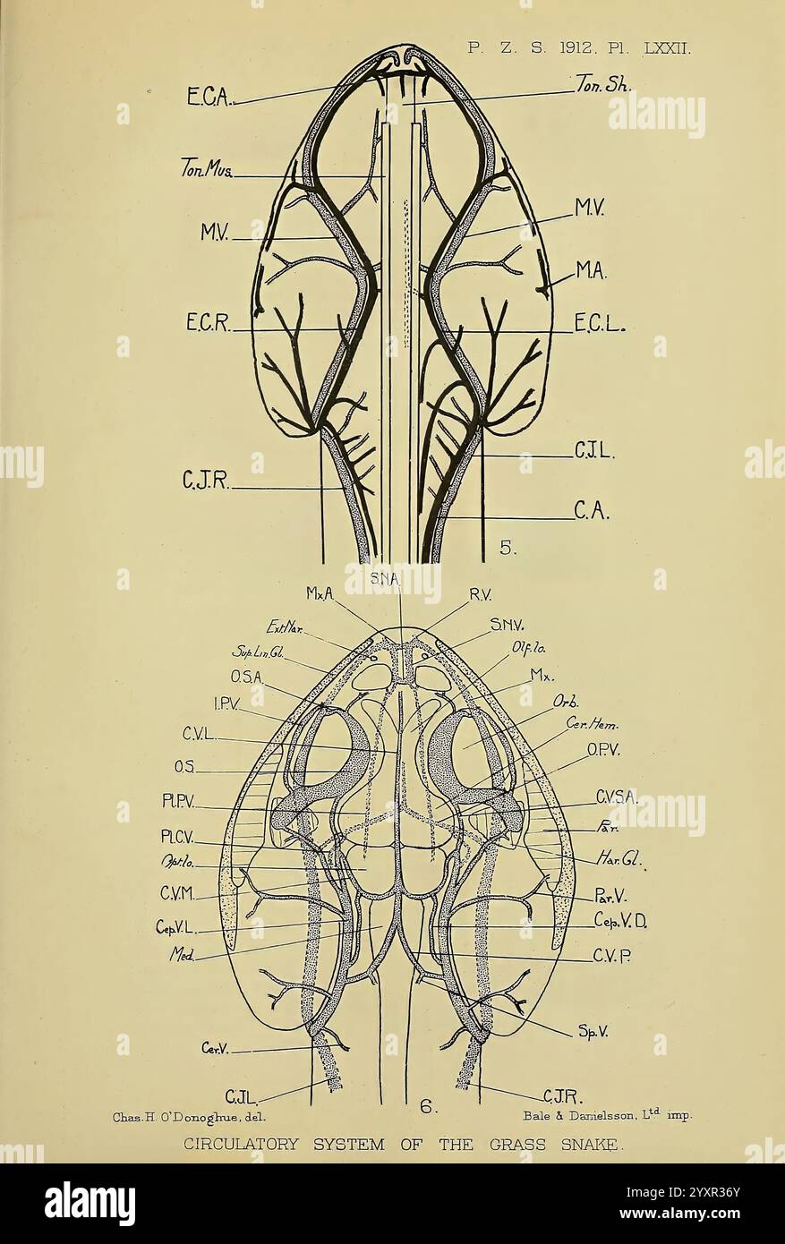 Snakes circulatory organs hi-res stock photography and images - Alamy