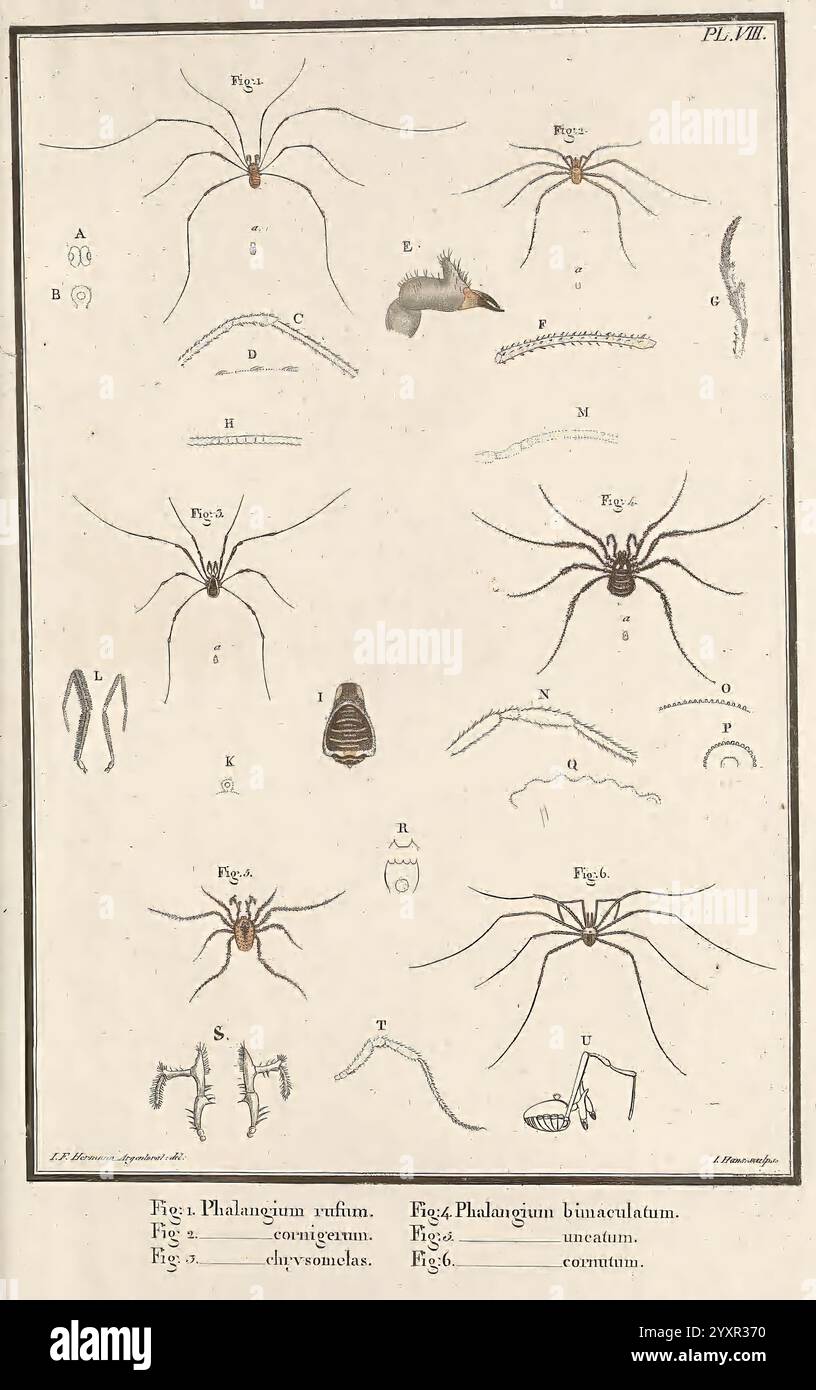Highlighting different anatomical hi-res stock photography and images ...