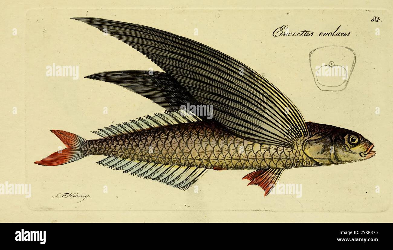 Systema ichthyologiae iconibus cx illustratum v 2 hi-res stock ...