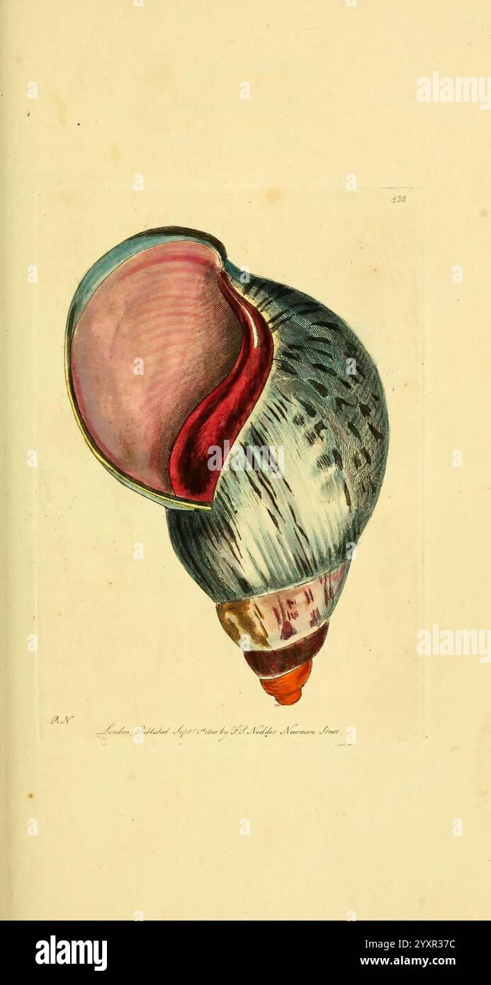 Shells visual appeal hi-res stock photography and images - Alamy