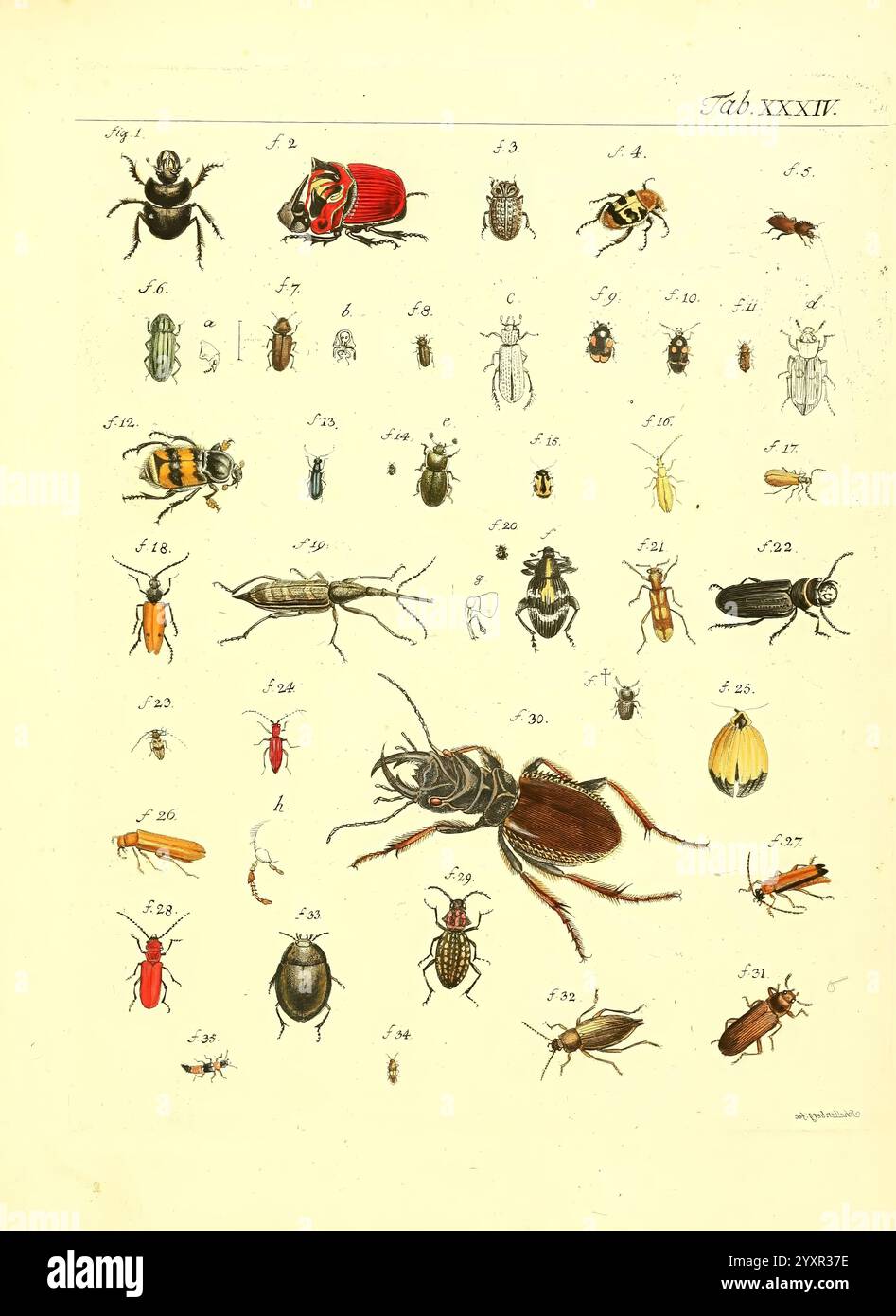Geographical distribution identification insects beetles hi-res stock ...