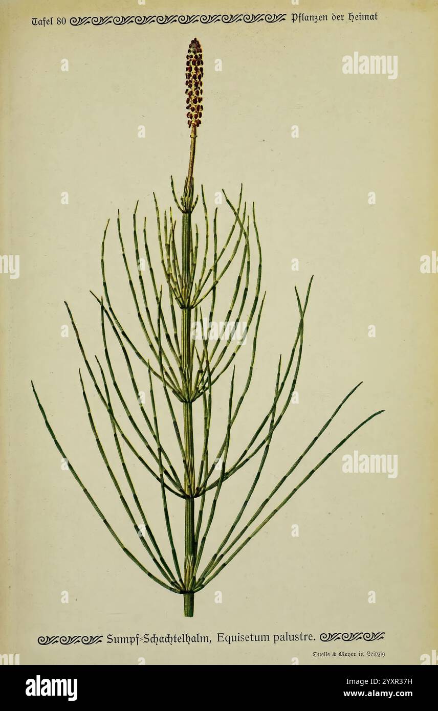 Characteristic segmented stem hi-res stock photography and images - Alamy