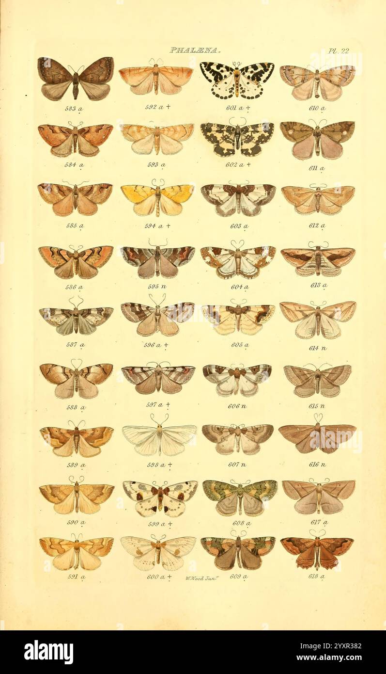 Index entomologicus, London, William Wood, 1839, butterflies ...