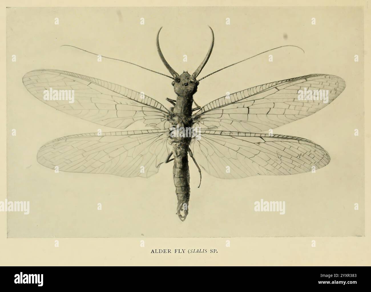 Dorsal viewpoint hi-res stock photography and images - Alamy
