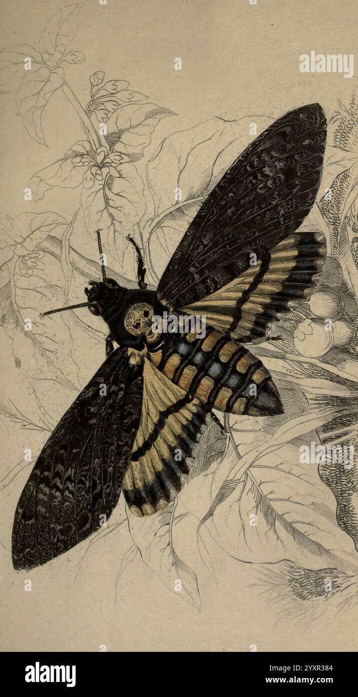 HFJTDJTD keywords moth, hawkmoth, death's-head, horse, earth day ...