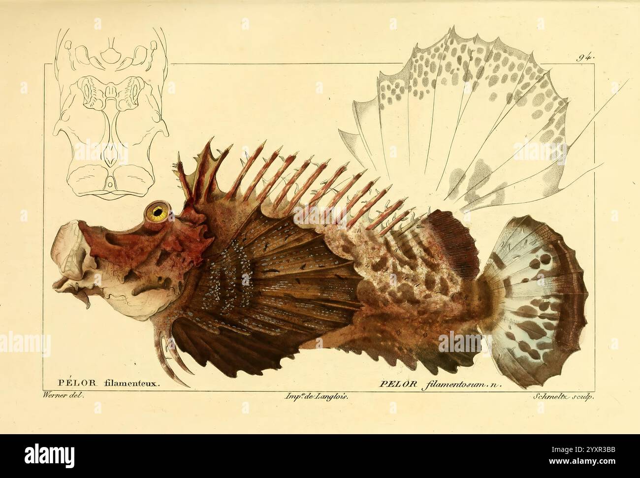 Fishs habitats hi-res stock photography and images - Alamy