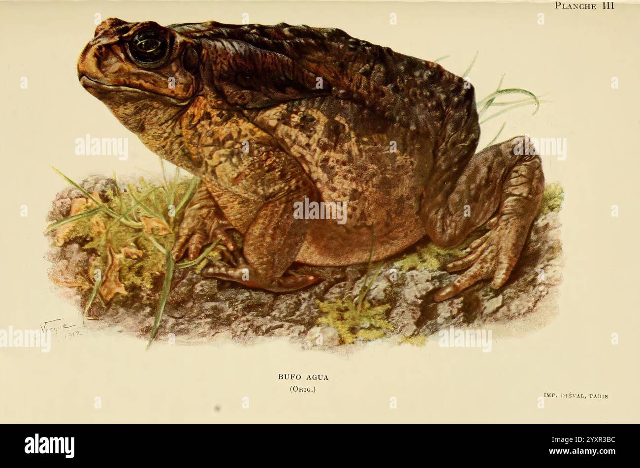 Toads textured skin displays hi-res stock photography and images - Alamy