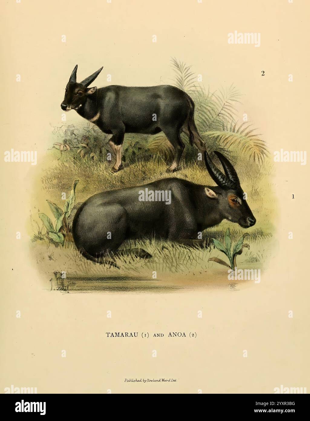 Wild oxen, sheep, goats of all lands, living and extinct, London, R ...