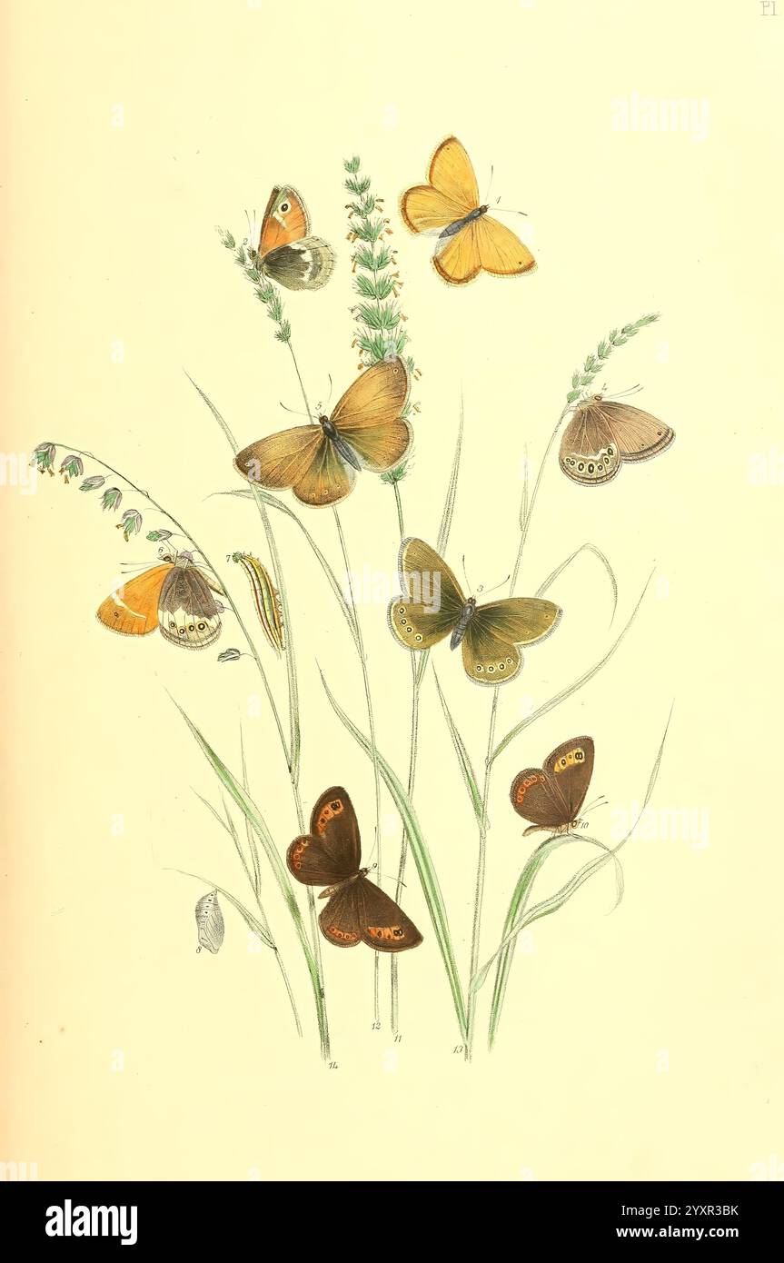 Butterfly exhibits unique coloration hi-res stock photography and ...