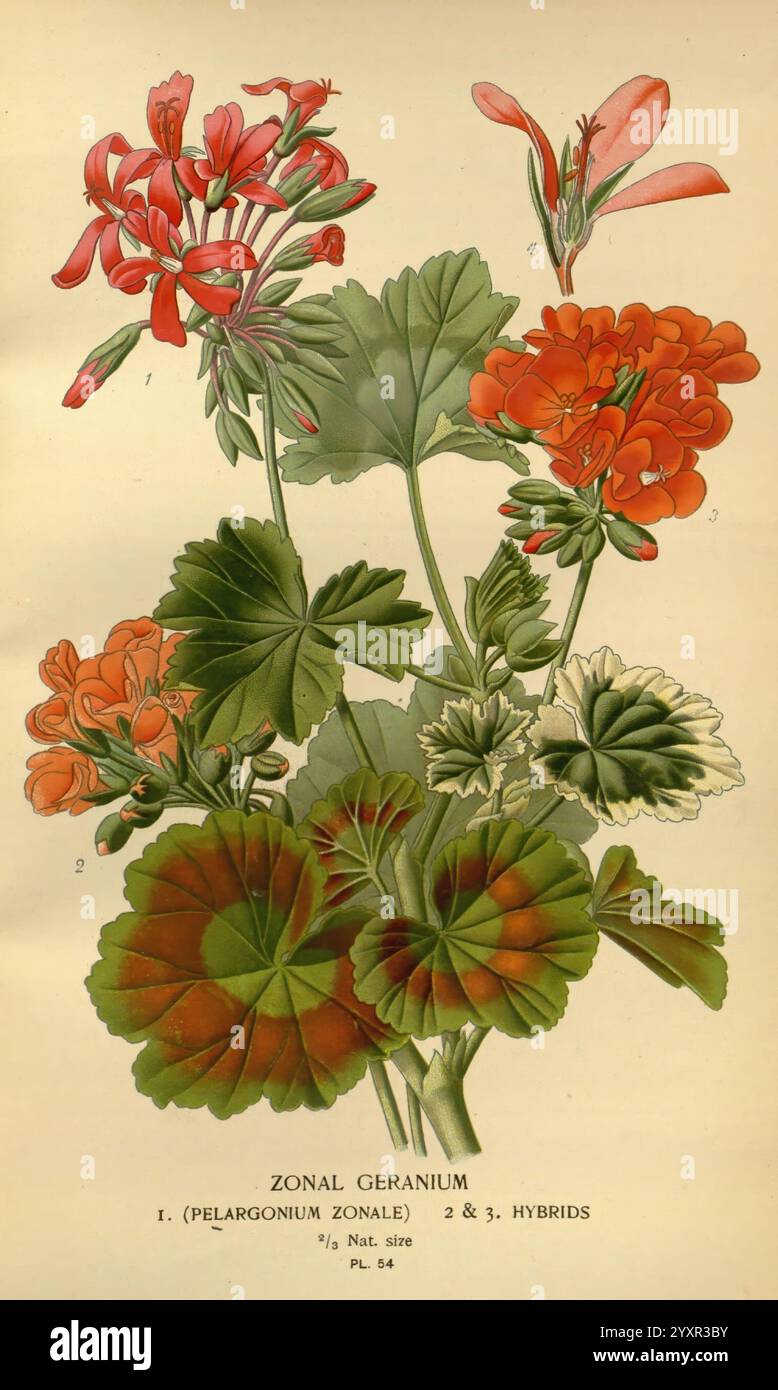 Favourite Flowers Of Garden And Greenhouse London And New York ...