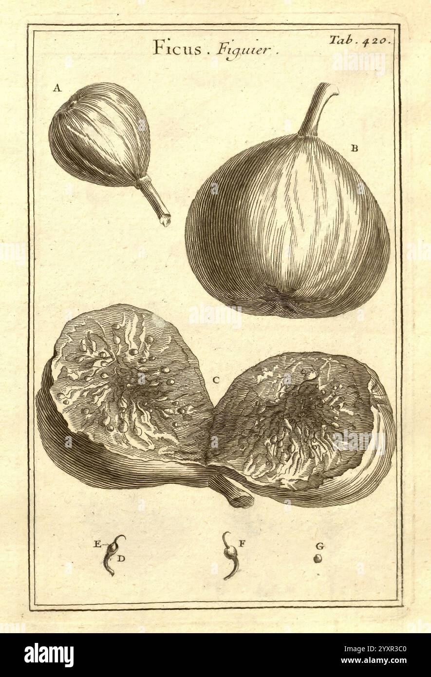 Joseph Pitton de Tournefort, Institutiones rei herbariae, Parisiis, E Typographia Regia, 1700 ...