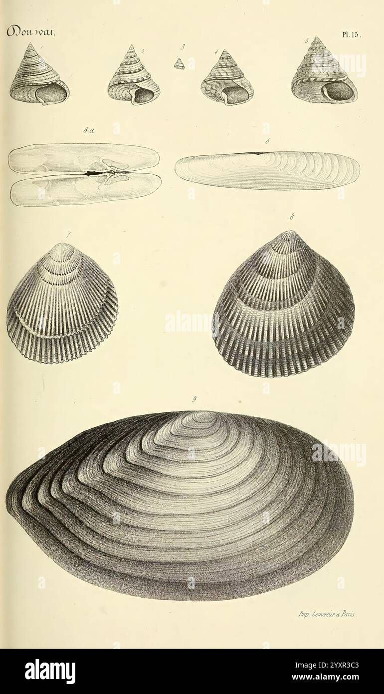 Multiple shell profiles hi-res stock photography and images - Alamy