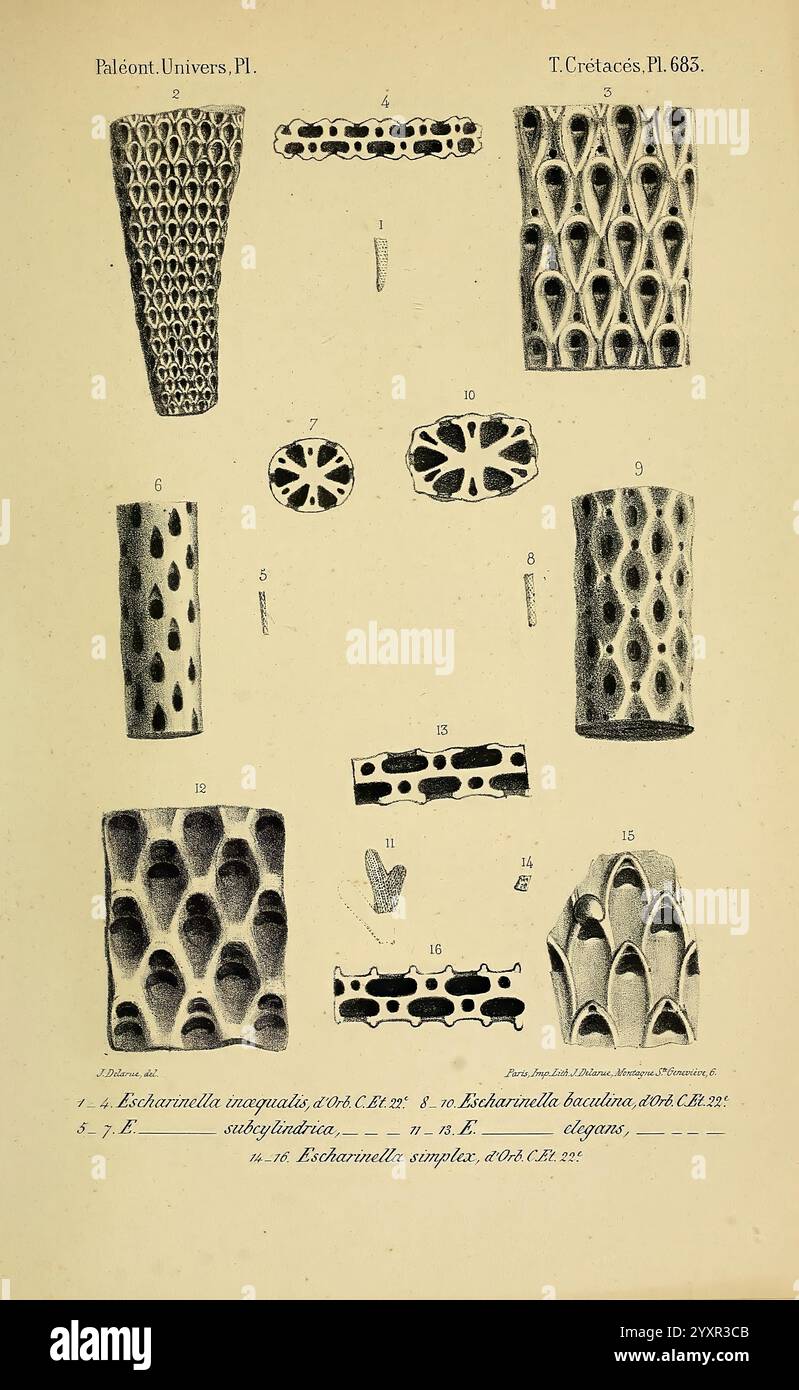 Specimen showcases unique patterns hi-res stock photography and images ...