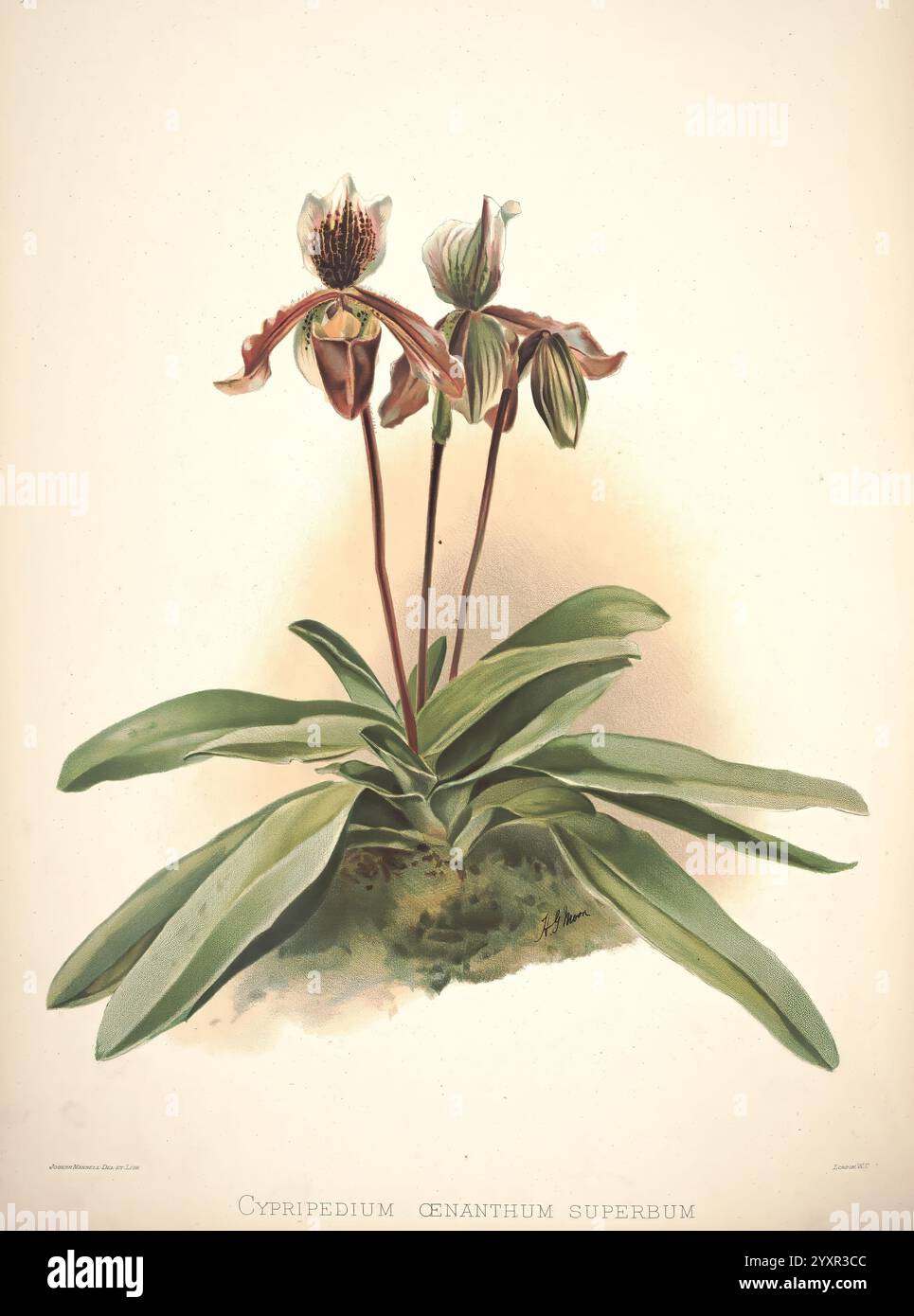 Reichenbachia, St. Albans, London, New York, F. Sander & Co, Orchid ...
