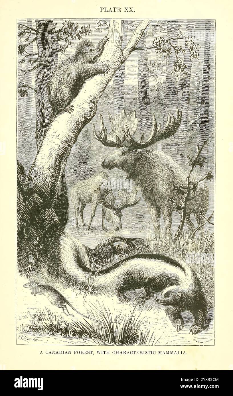 Various animal species within hi-res stock photography and images - Alamy