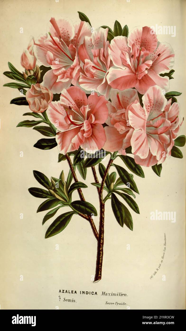 Azalea indica maximilien hi-res stock photography and images - Alamy