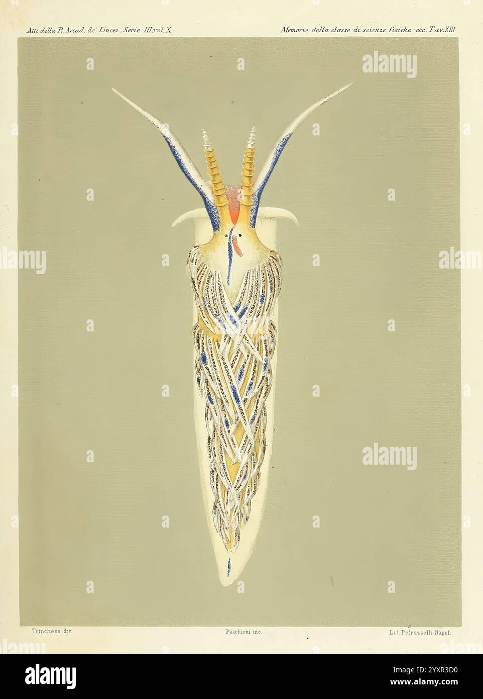 Slender tentacles extend hi-res stock photography and images - Alamy