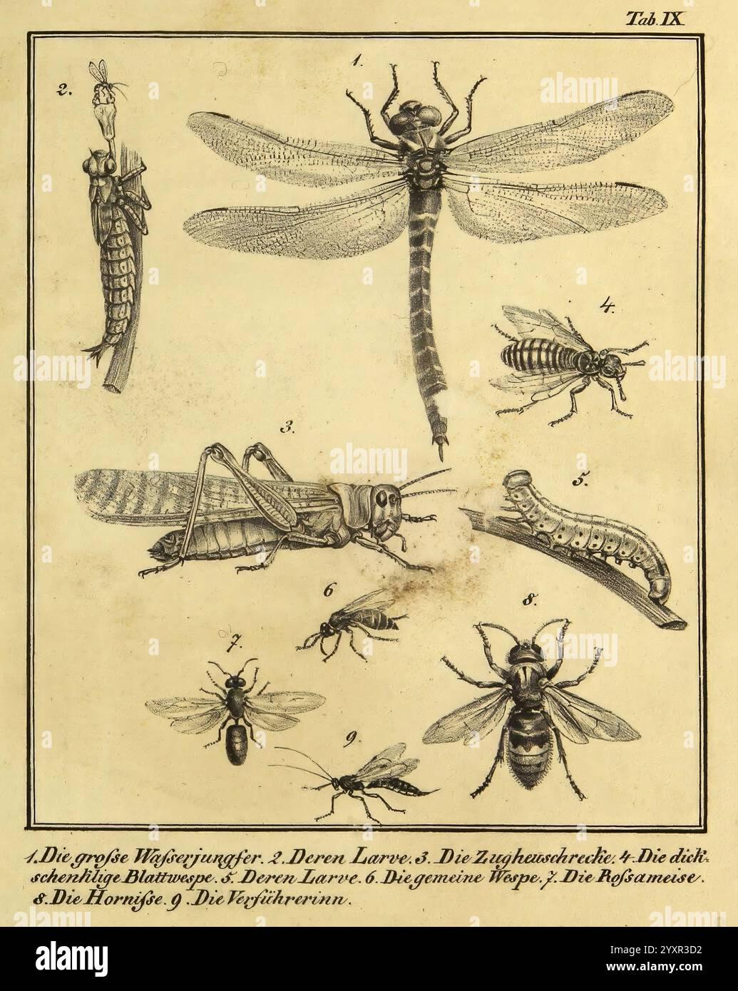 Showcasing unique anatomical features hi-res stock photography and ...