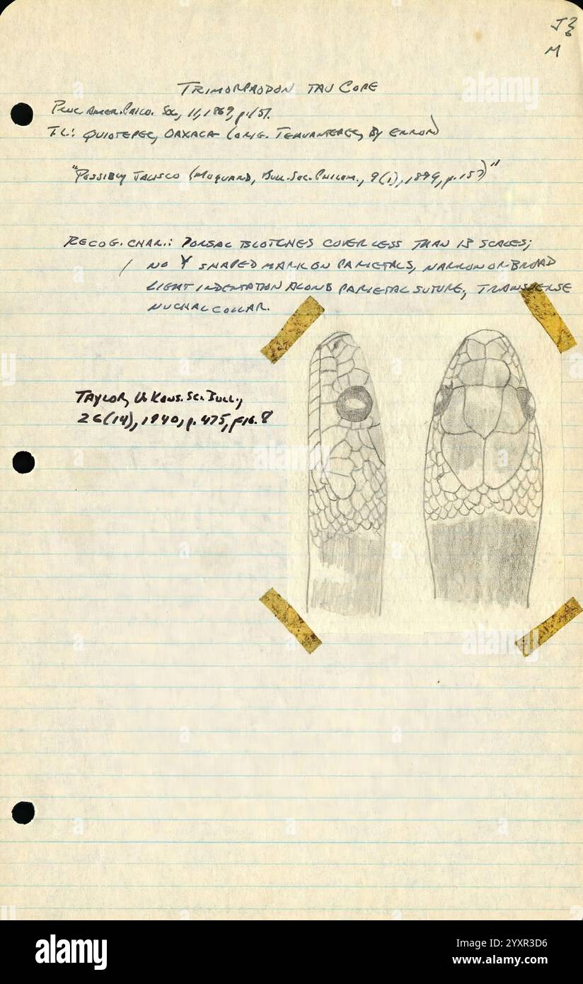 Field notes, Mexico, 1949-1950, illustration, Mexico, Mexico City ...