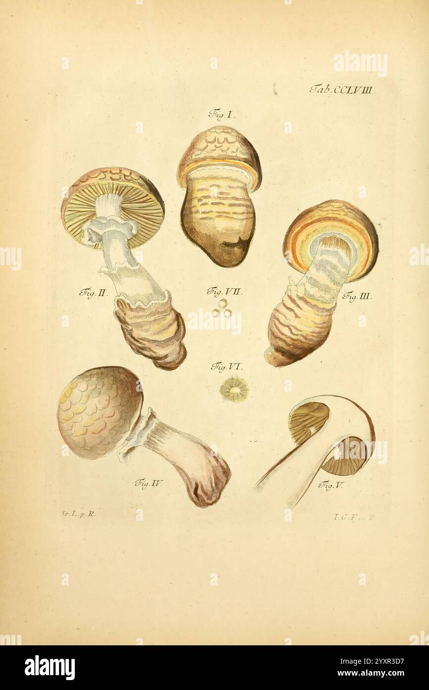 Understanding fungal diversity hi-res stock photography and images - Alamy