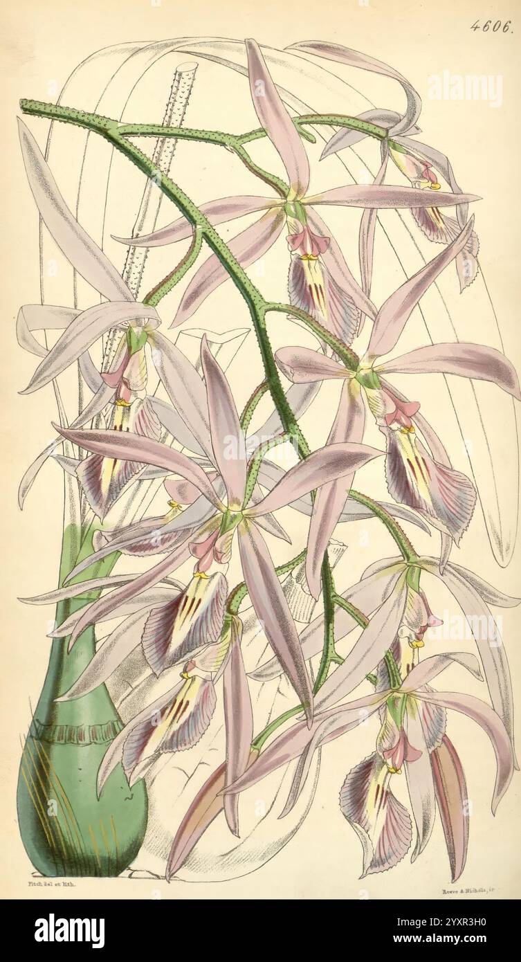 Delicate orchids showcases hi-res stock photography and images - Alamy