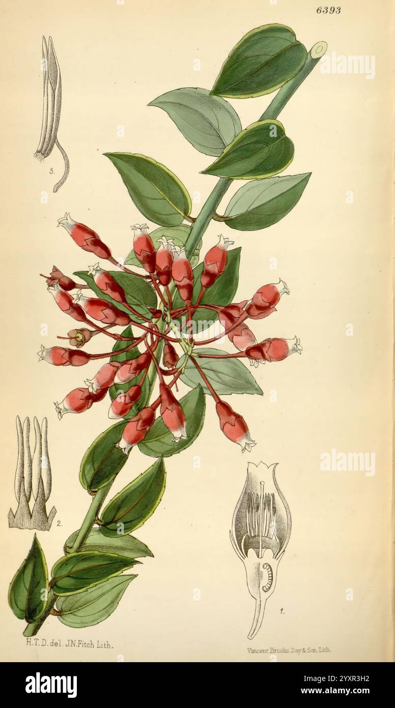 Vivid botanical illustration depicts hi-res stock photography and ...