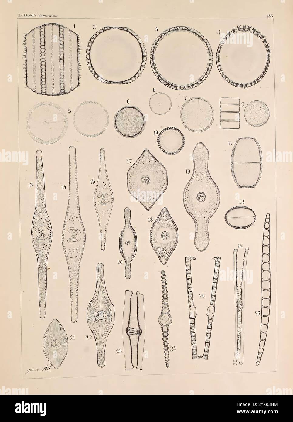 Beauty of single celled life forms hi-res stock photography and images ...