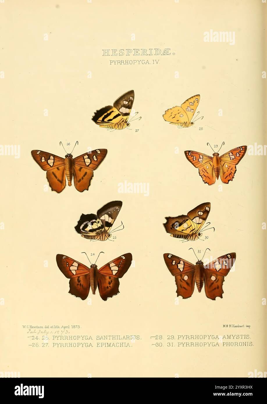 Additional varieties hi-res stock photography and images - Alamy