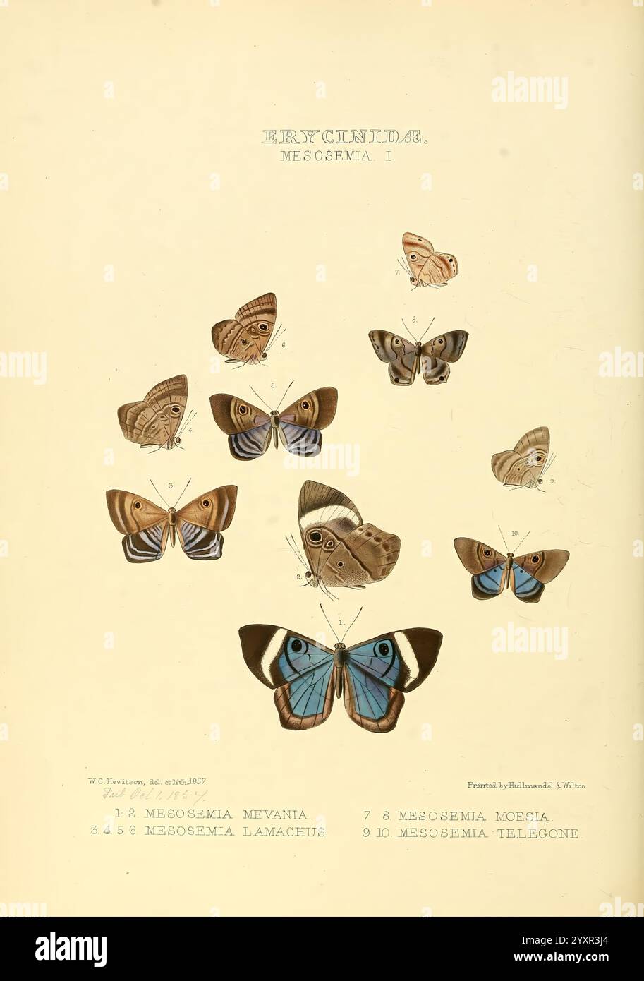 Illustrations of new species of exotic butterflies London John Van ...
