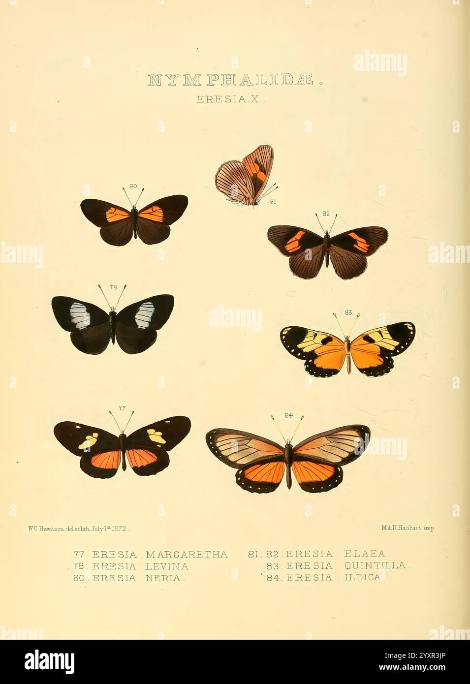 Illustrations of new species of exotic butterflies, London, John Van ...