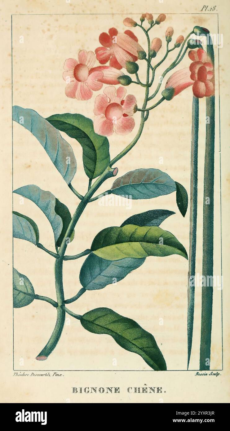 Flore pittoresque et médicale des Antilles v.1 Paris Pichard 1821-1829 ...