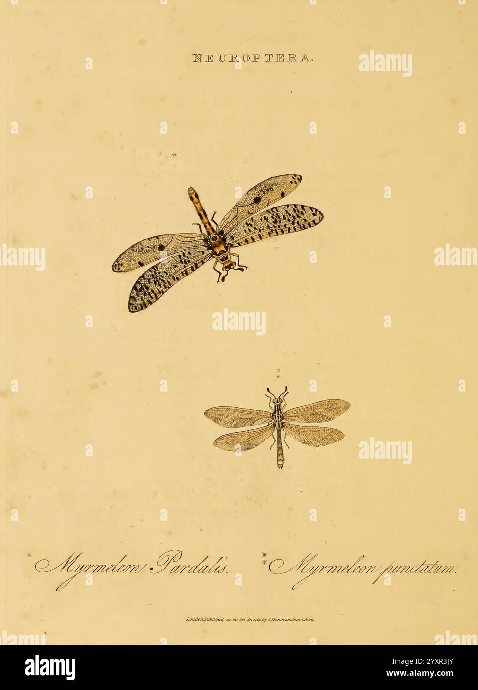 Two intricately detailed insects hi-res stock photography and images ...