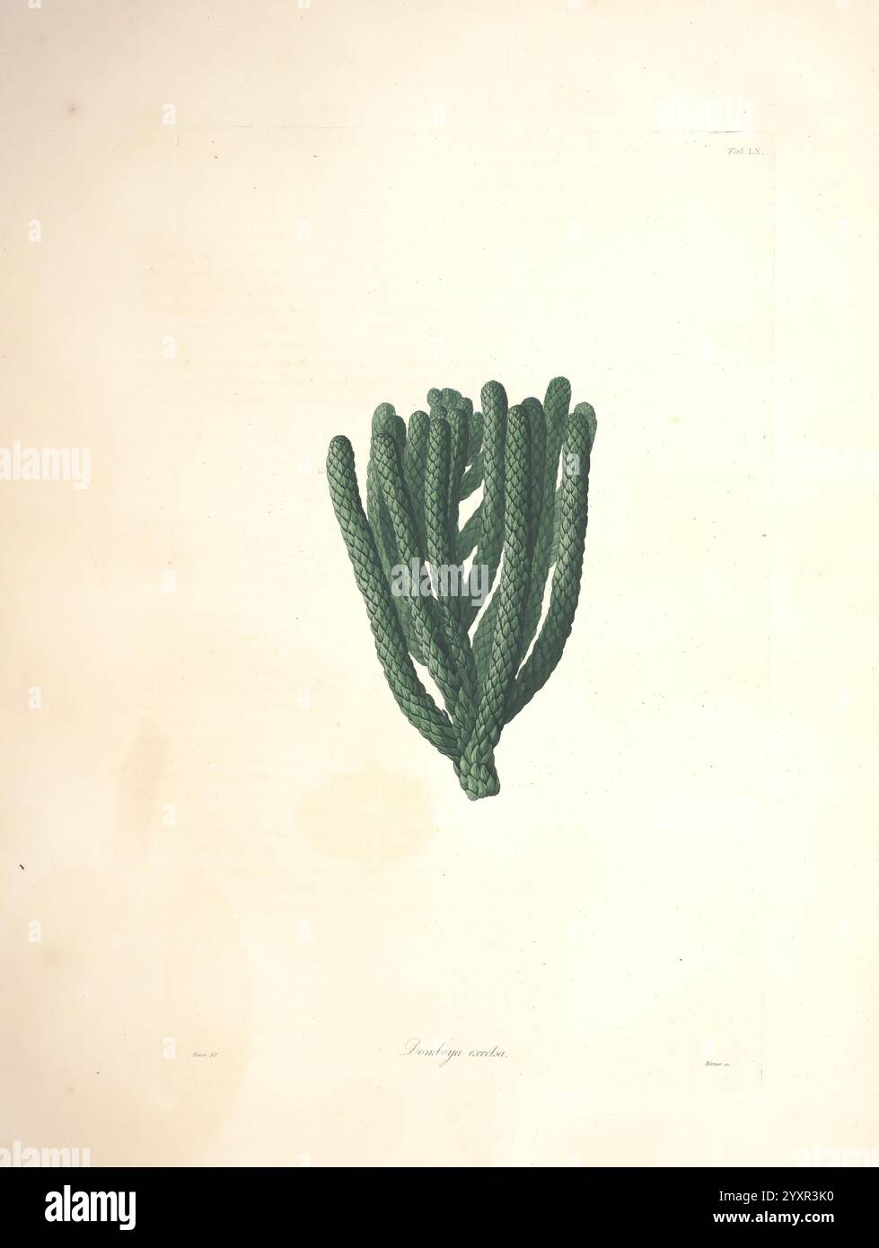 Genus pinus london j hi-res stock photography and images - Alamy