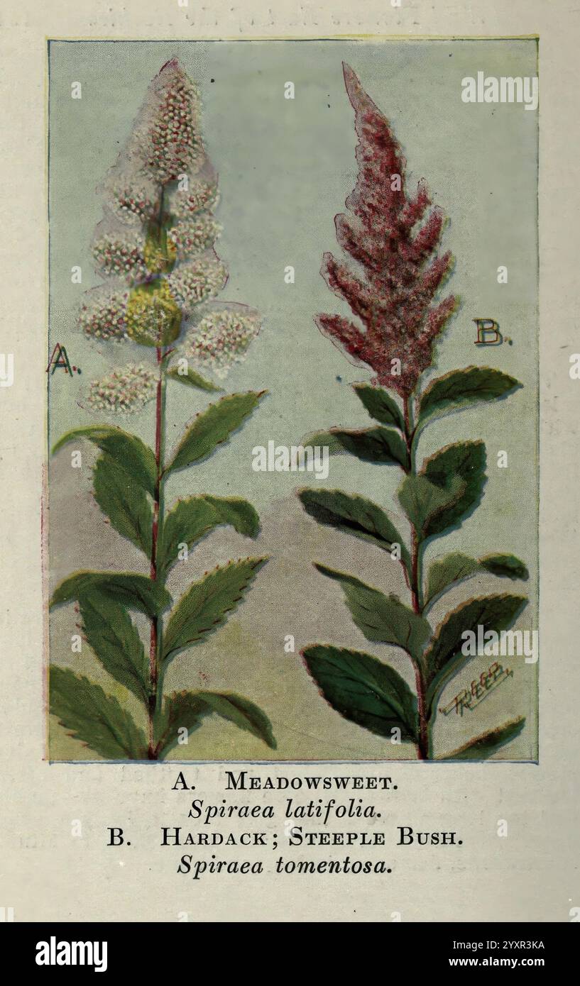 Wild Flowers East of the Rockies New York Doubleday Page 1910 United ...