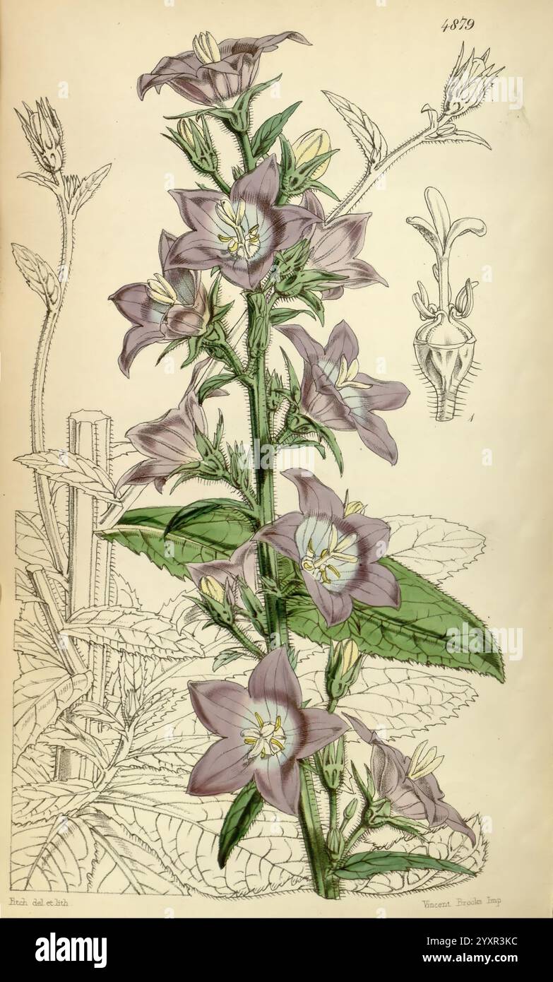 Detailed line work outlines additional foliage hi-res stock photography ...