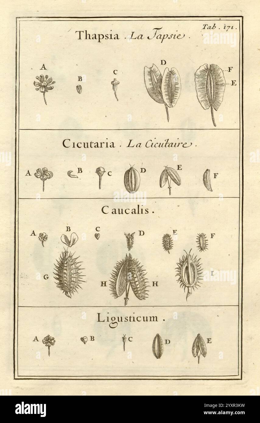 Joseph Pitton de Tournefort, Institutiones rei herbariae, Parisiis, E ...