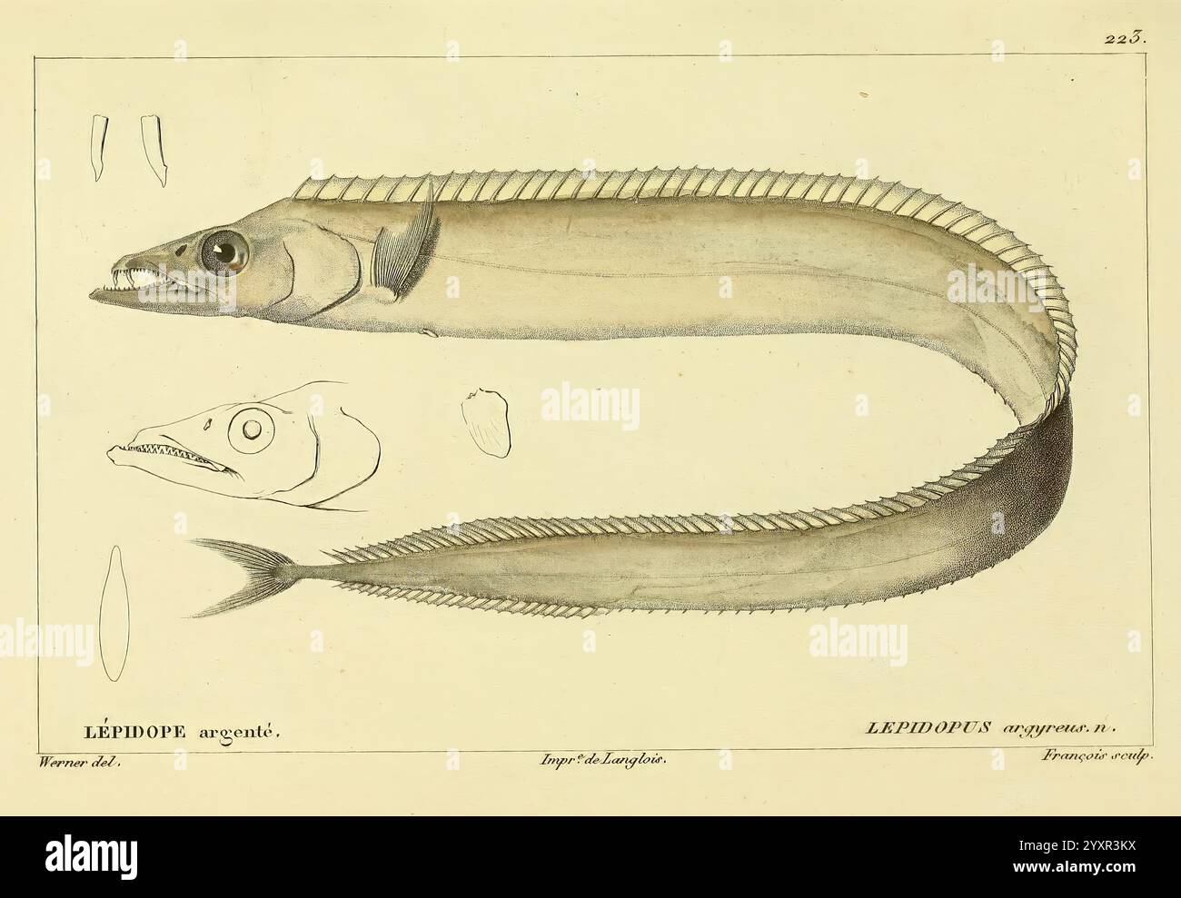 Prominent dorsal fin runs hi-res stock photography and images - Alamy