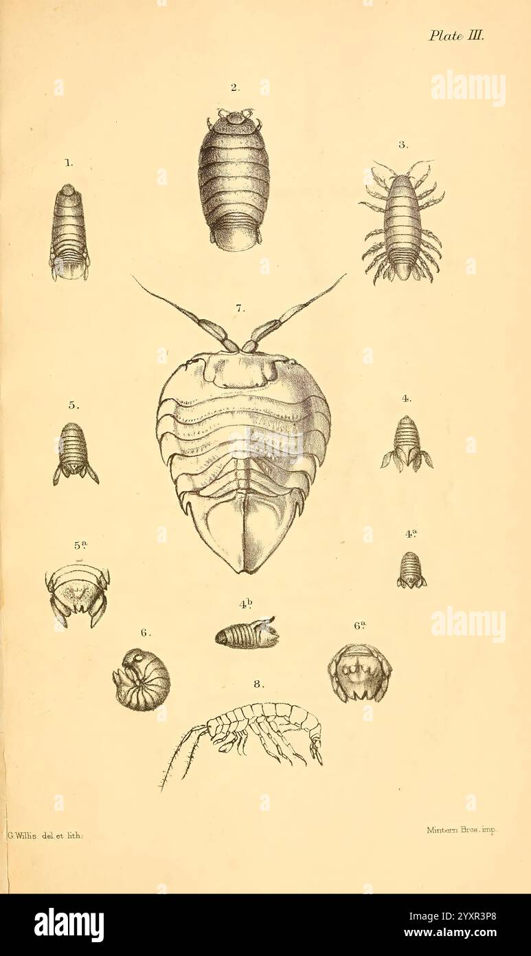 Paramoera tenuicornis hi-res stock photography and images - Alamy