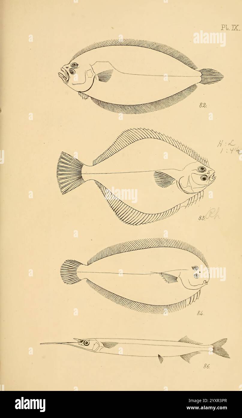 Rhombosolea monopus hi-res stock photography and images - Alamy