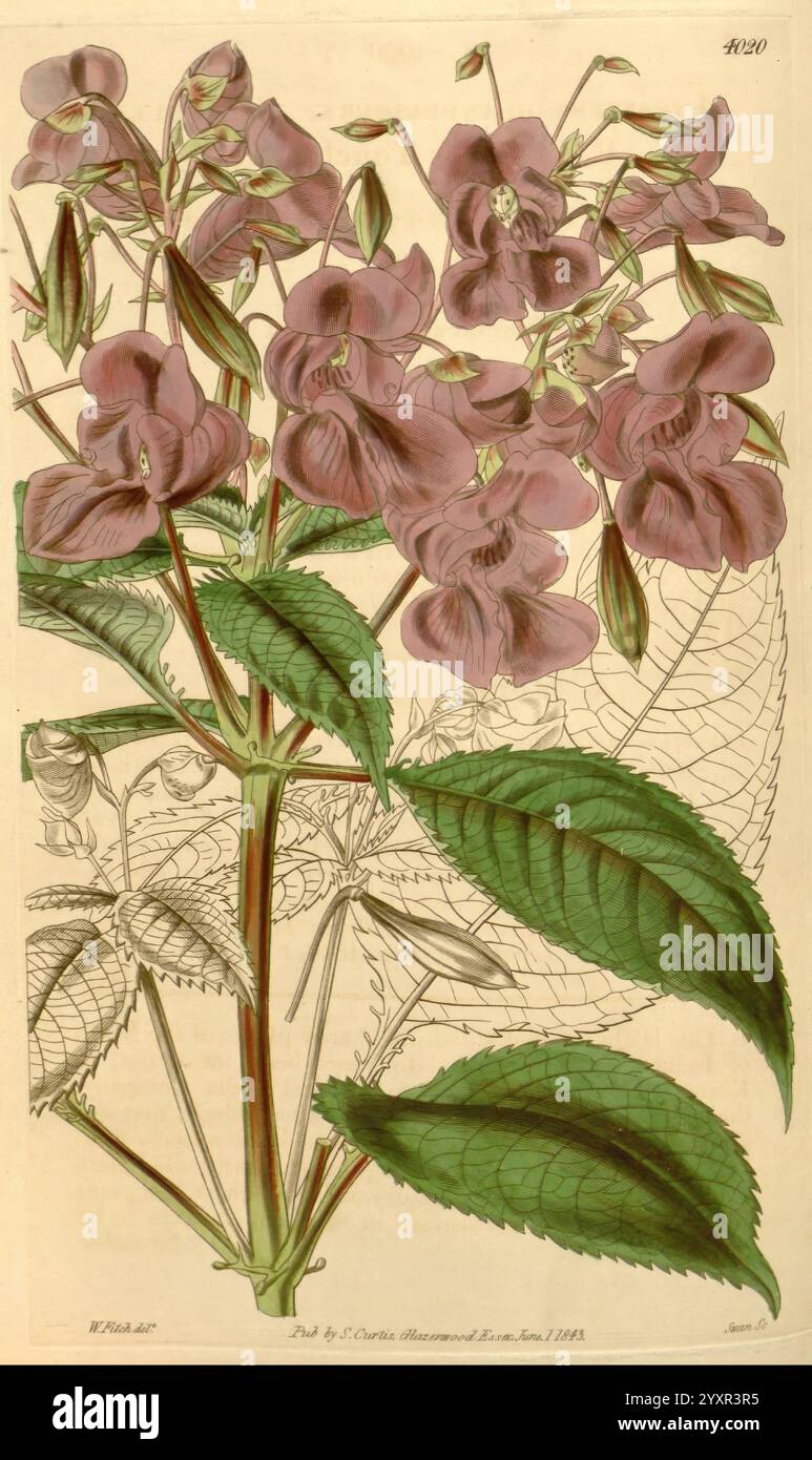 Curtis's Botanical Magazine London New York Botanical Illustration ...