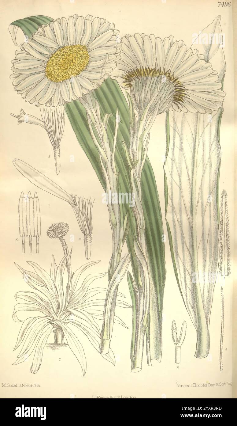 Botanical illustration features two large daisy hi-res stock ...