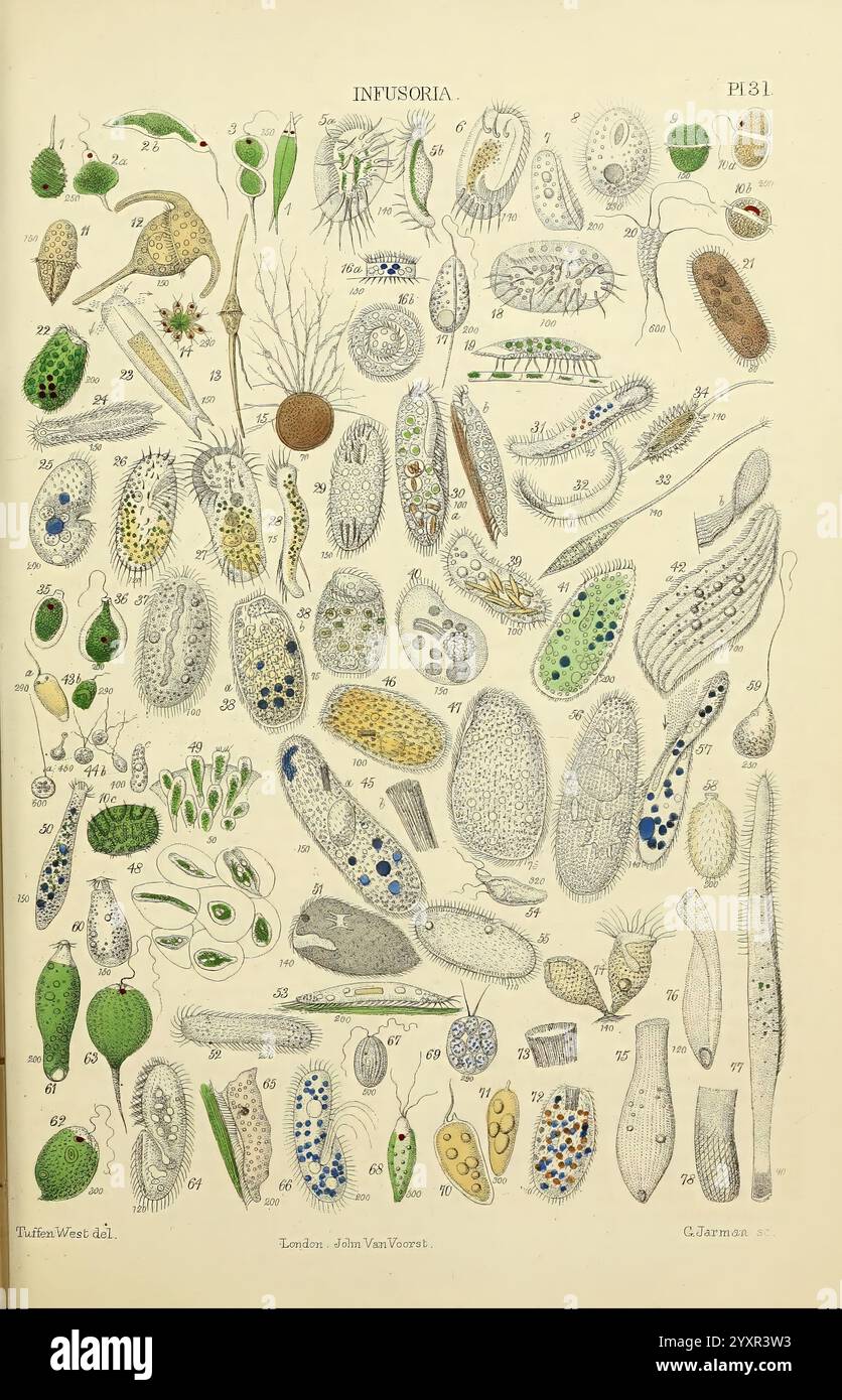 Life forms ranging hi-res stock photography and images - Alamy