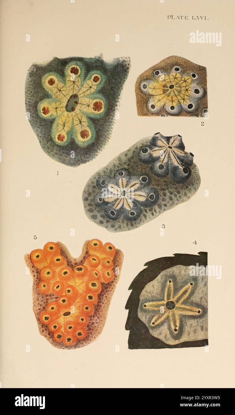 First specimen presents hi-res stock photography and images - Alamy