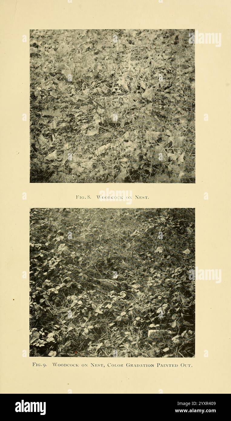 Scene showcases two distinct views hi-res stock photography and images ...