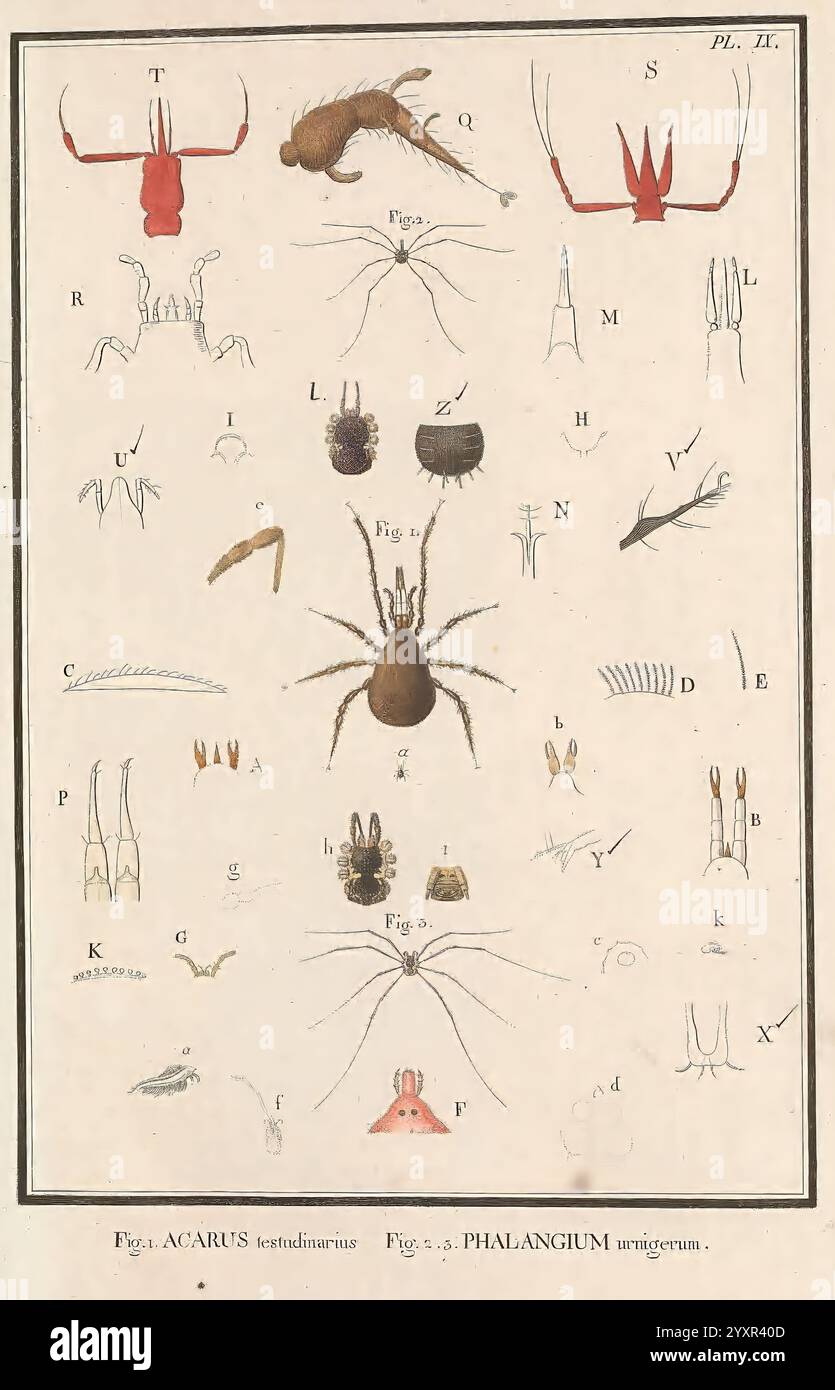 Mémoire, Apterological, Arachnida, The illustration features a ...