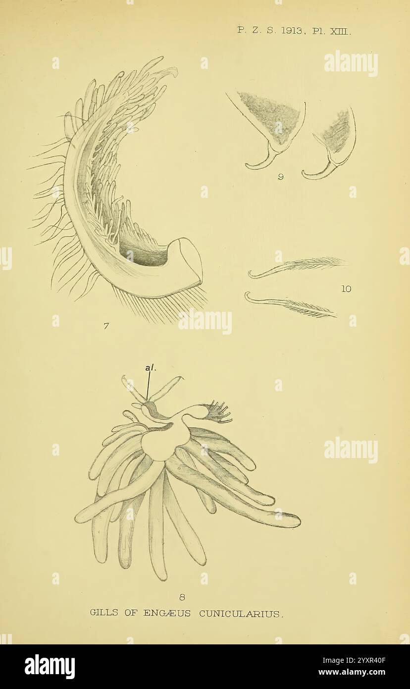 Representing various gill forms hi-res stock photography and images - Alamy