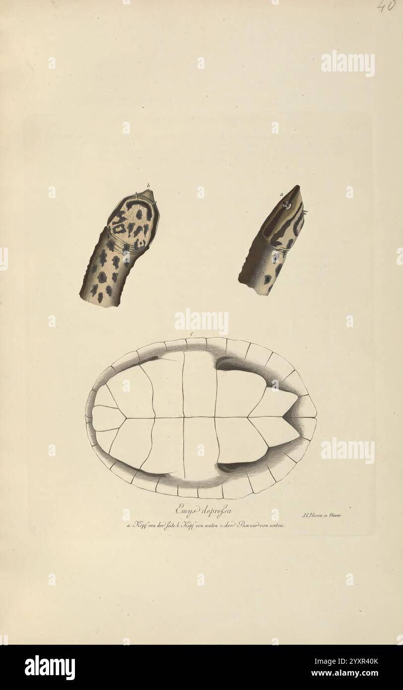 1822 1831 brazil natural history pictorial works hi-res stock ...