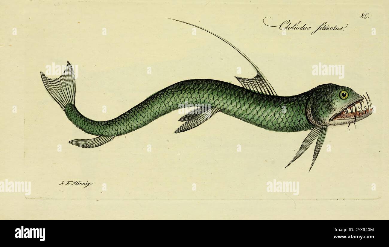 M.E. Blochii Systema ichthyologiae iconibus CX illustratum v.2 Berolini ...